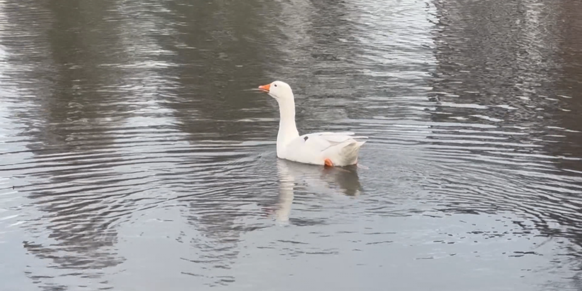 Vogelgriep treft ganzen: 'Er is één hotspot' | Centraal+